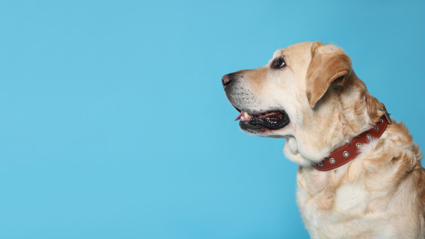 Contact Us | Cross Veterinary Clinic