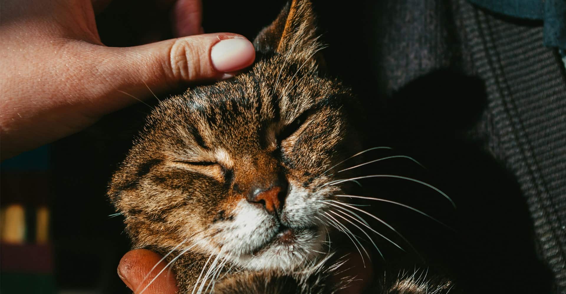 Pet Information in Grand Blanc, MI 48439 | Cross Veterinary Clinic