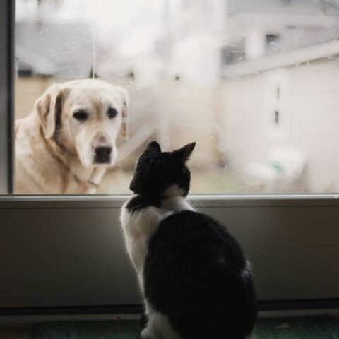 Pet Behavior Counseling in Grand Blanc, MI | Cross Veterinary Clinic